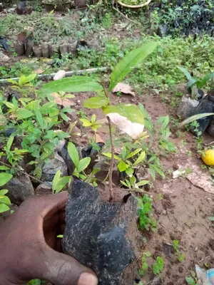 Feeds, Supplements & Seeds in Nigeria for sale Prices on Jiji.ng