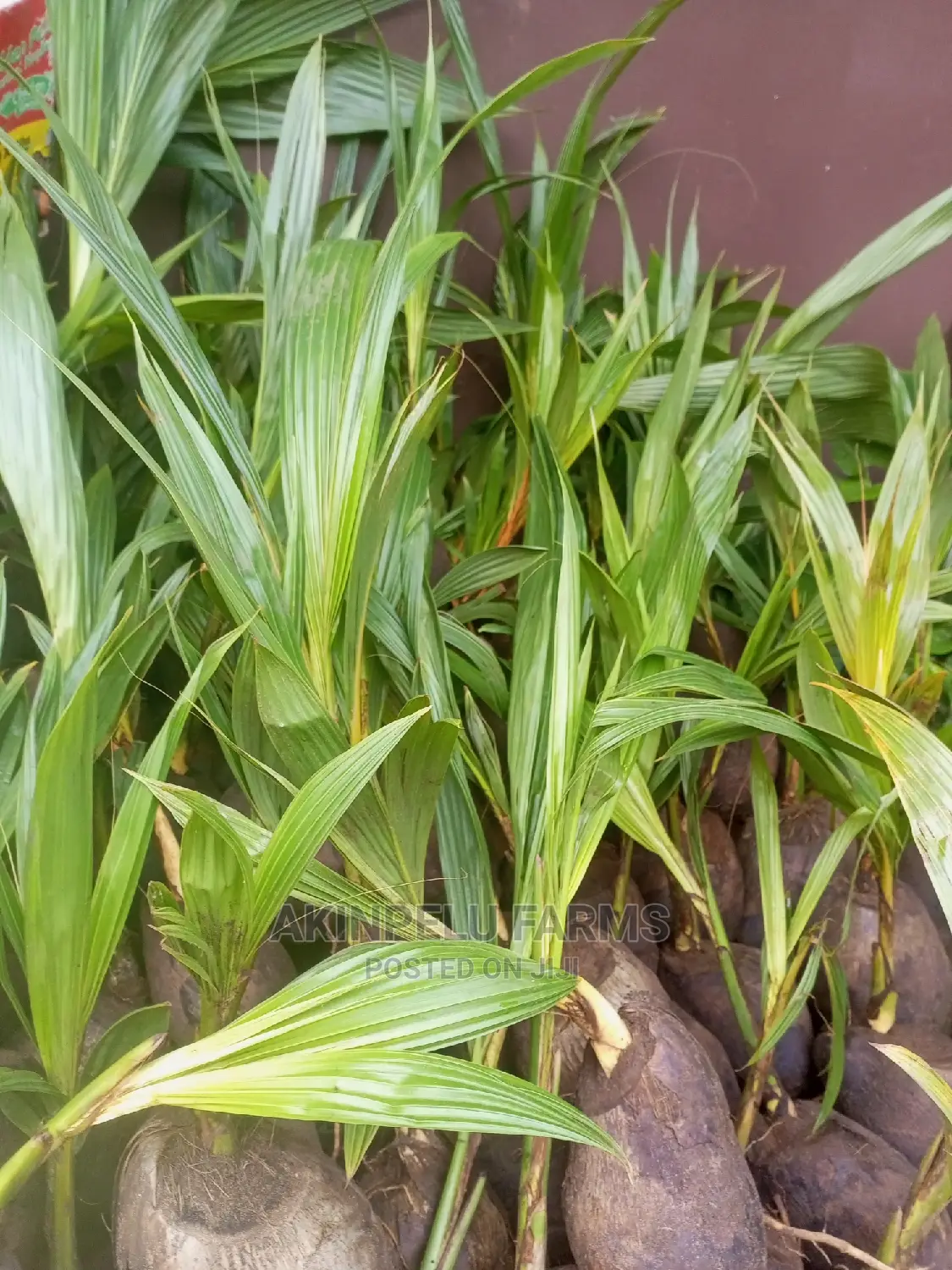 Dwarf/Hybrid Coconut Seedlings. in Alimosho - Feeds, Supplements ...