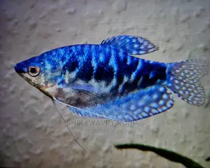 Fish in Nigeria for sale Prices on Jiji.ng