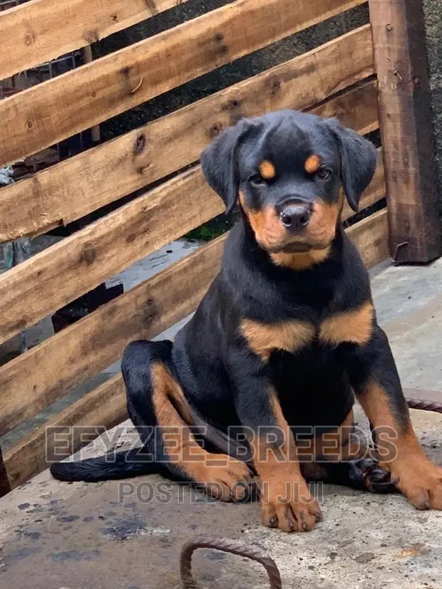 Rottweiler Puppies 3 Months