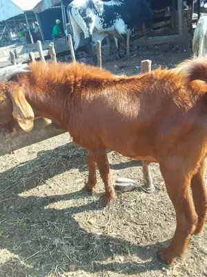 Goats in Nigeria for sale Prices on Jiji.ng