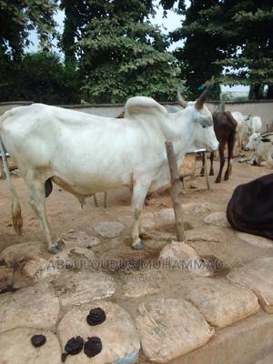 Affordable Livestock at Your Door Step in Ado-Odo/Ota - Farm Animals ...