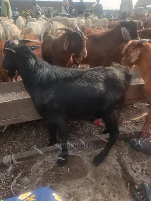 Goats in Nigeria for sale Prices on Jiji.ng