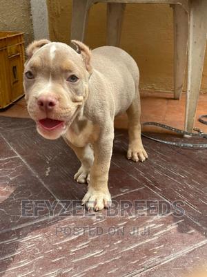 1-3 Months Male Purebred American Bully in Ikoyi - Dogs & Puppies, Efe ...