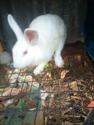 Rabbits in Nigeria for sale Prices on Jiji.ng