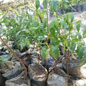 NEEM (Dongo Yaro)SEEDLINGS in Alimosho - Feeds, Supplements & Seeds ...