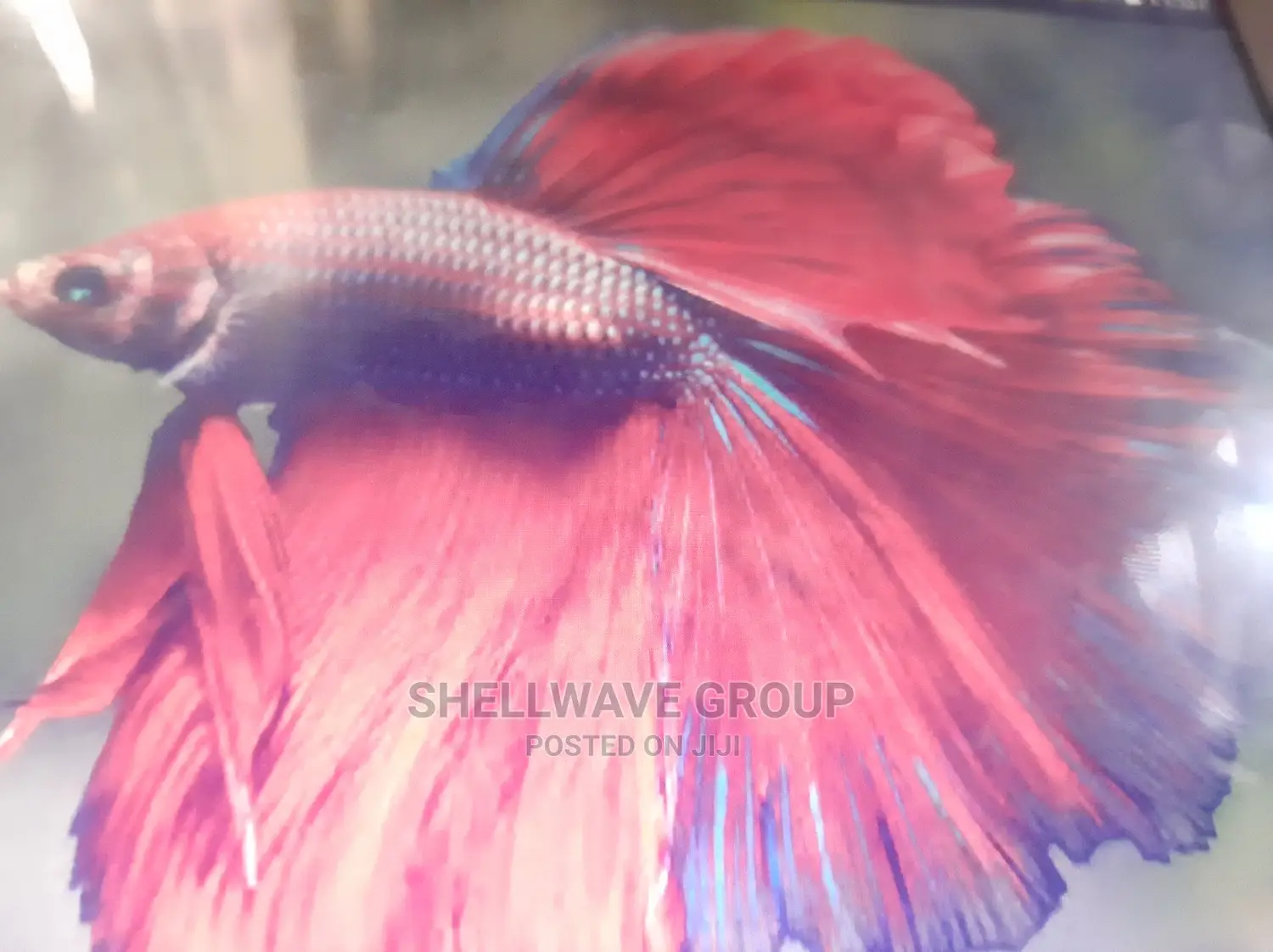 Siamese Fighting Fish Betta Fish in Ikeja - Fish, Shellwave Farms | Jiji.ng