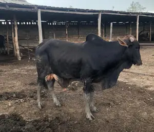 Cows in Lagos for sale Prices on Jiji.ng