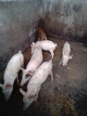 Growers Large White Breed in Ado-Odo/Ota - Farm Animals, Amao Abidemi ...