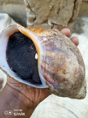 Jumbo Snails for sale - Chinedu Nwosu Price: ₦ 60,000 on Jiji.ng [Akure]