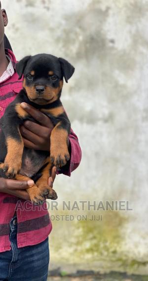 1-3 months Male Purebred Rottweiler in Port-Harcourt - Dogs & Puppies ...