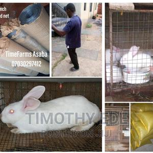 Newzealand White, Hyla, Cages Construction, Rabbit Feeds in Oshimili ...