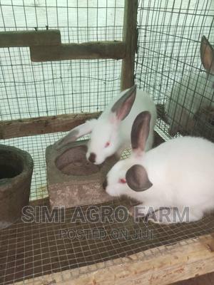 Hyla Max Rabbit in Osogbo - Farm Animals, Similejesu Abige | Jiji.ng