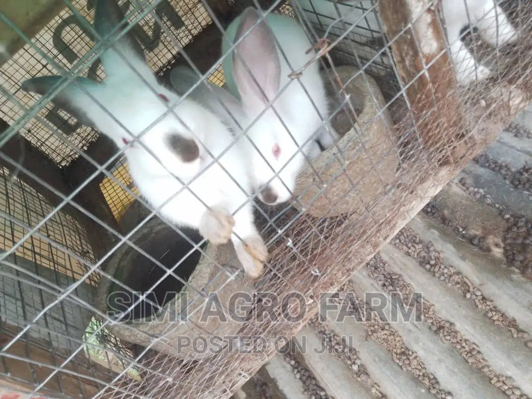 Hyla Max Rabbit in Osogbo - Farm Animals, Similejesu Abige | Jiji.ng