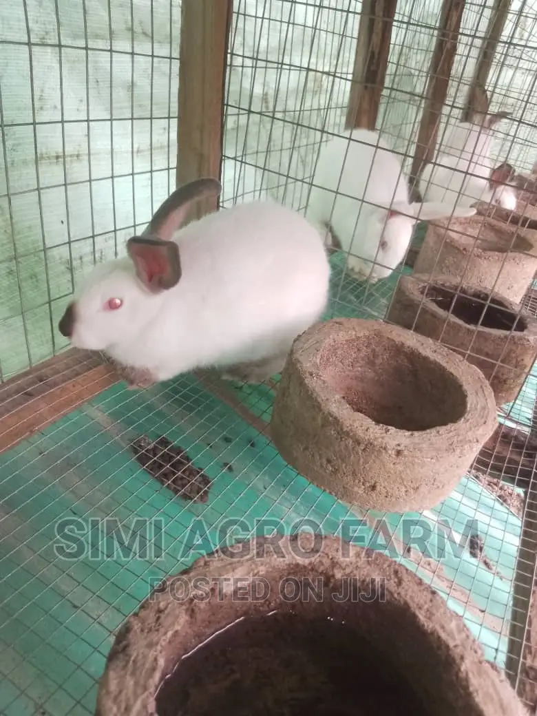 Hyla Max Rabbit in Osogbo - Farm Animals, Similejesu Abige | Jiji.ng