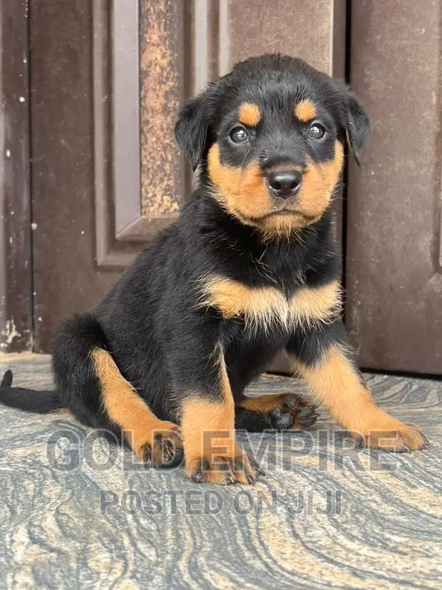 Rottweiler Puppies 3 Months