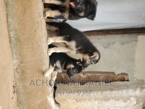 1-3 months Female Purebred German Shepherd in Port-Harcourt - Dogs ...