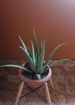 Aloe Vera Plant in Yaba - Garden Supplies, Sixtus Onyedibe | Jiji.ng