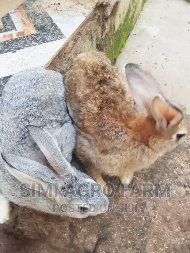 Standard Chinchilla Rabbit