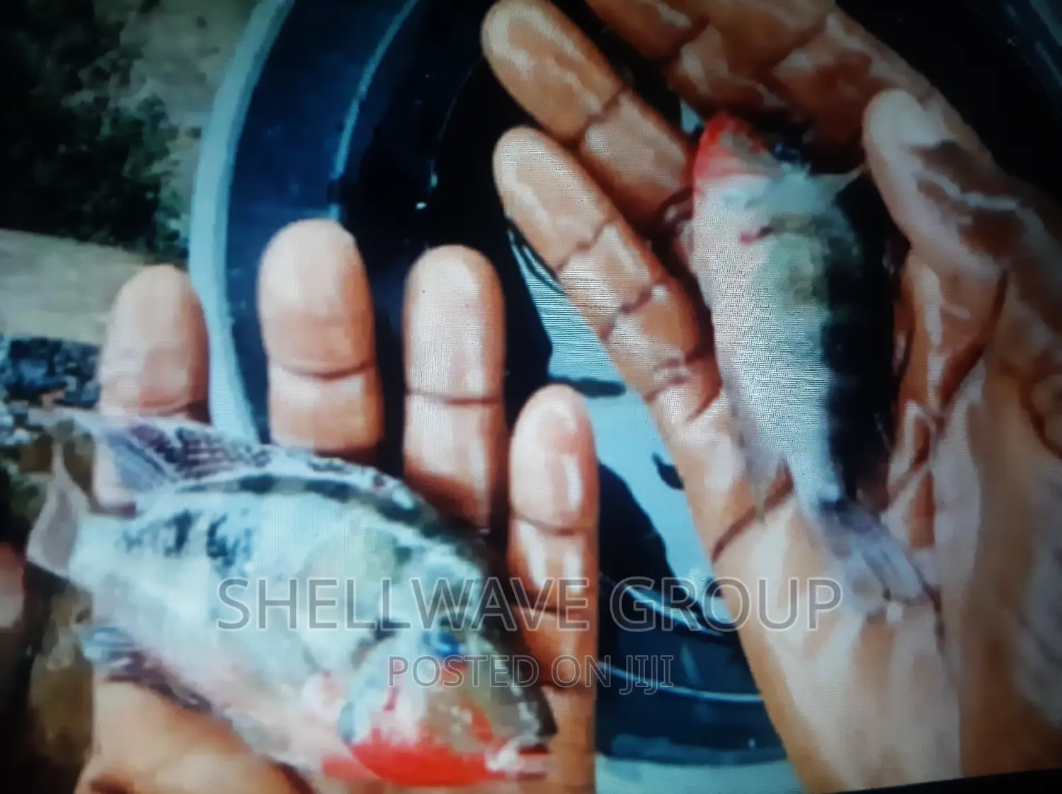 Fire Mouth Aquarium Fish in Isolo - Fish, Shellwave Farms | Jiji.ng