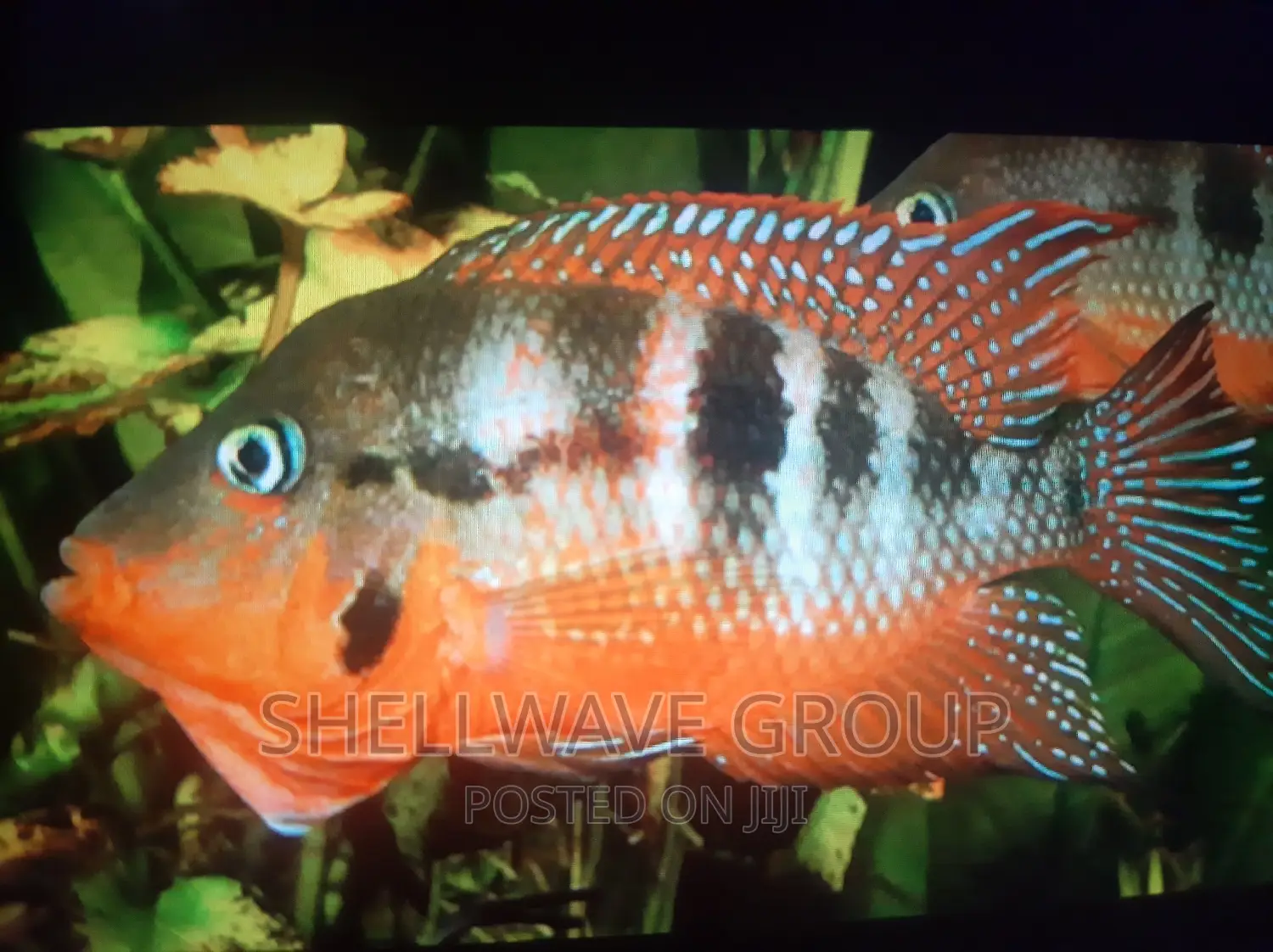 Fire Mouth Aquarium Fish in Isolo - Fish, Shellwave Farms | Jiji.ng