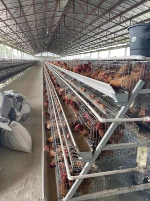 Cage Seller In Nigeria,Main Poultry Dealer In Nigeria in Kuje - Farm ...