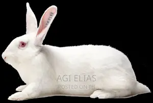 Rabbits in Nigeria for sale Prices on Jiji.ng