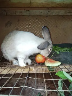 Rabbits in Nigeria for sale Prices on Jiji.ng
