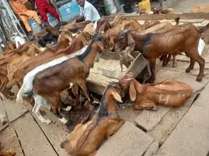 Goats in Nigeria for sale Prices on Jiji.ng