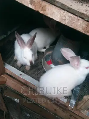 Rabbits in Nigeria for sale Prices on Jiji.ng