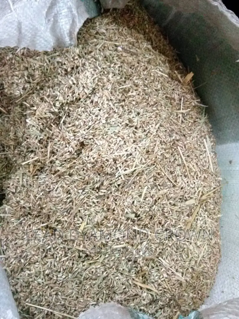 Brachiaria Ruziziensis Grass Seeds In Ojo Feeds Supplements And Seeds Adesegun Kayode Jijing