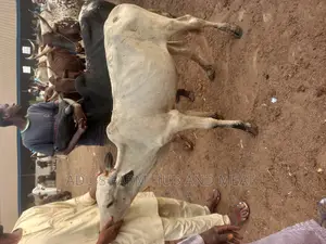 Cows in Lagos for sale Prices on Jiji.ng