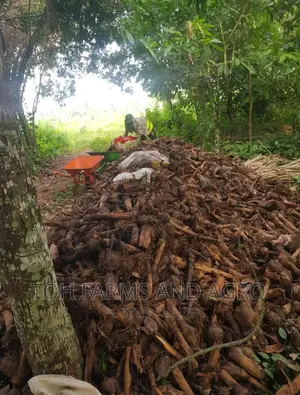 Plantain Suckers in Nigeria for sale Prices on Jiji.ng