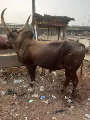 Cows in Lagos for sale Prices on Jiji.ng