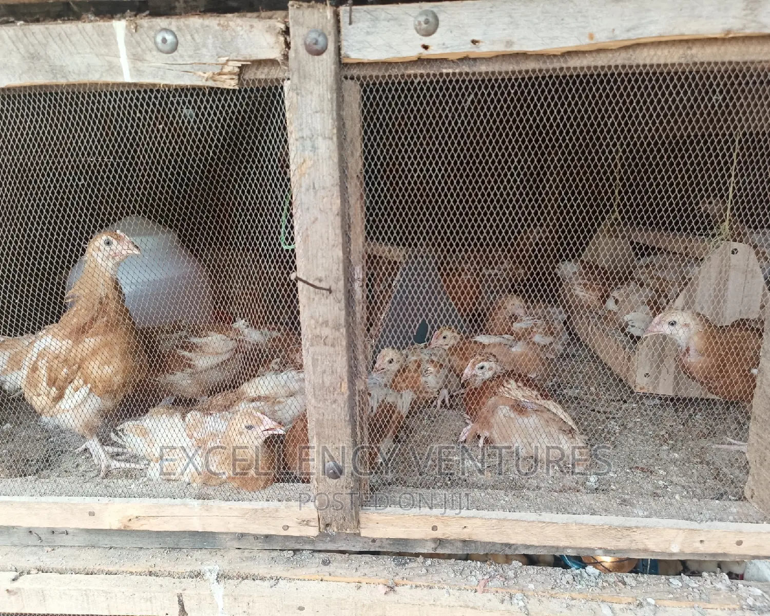 Old Layers Chicken Breeds don siyarwa - EXCELLENCY VENTURES Farashi: ₦ ...