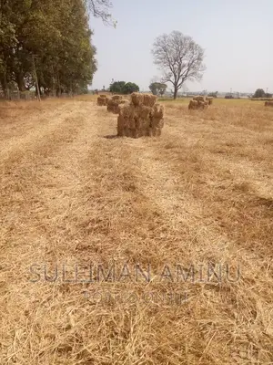 Brachiaria Grass Seed in Kaduna / Kaduna State - Feeds, Supplements ...
