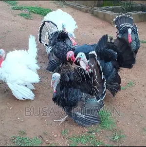 Turkeys in Nigeria for sale Prices on Jiji.ng
