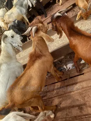 Goats in Nigeria for sale Prices on Jiji.ng