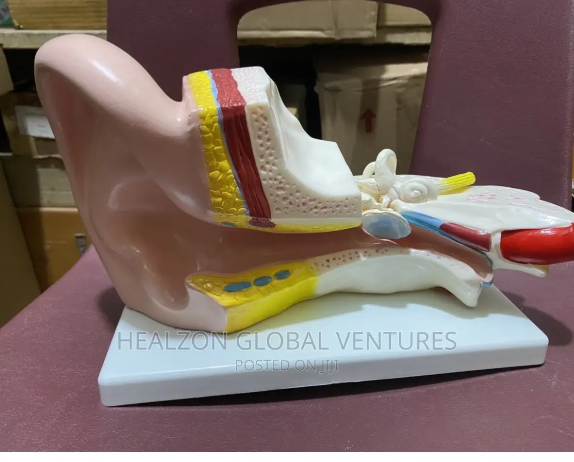 Giant Ear Model in Lagos Island (Eko) - Medical Equipment & Supplies ...