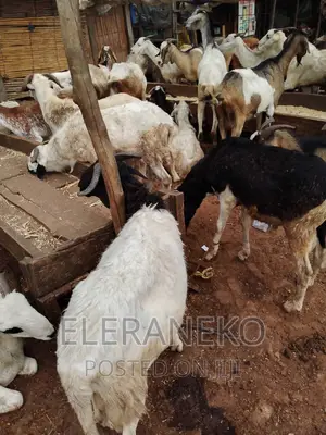 Goats in Nigeria for sale Prices on Jiji.ng