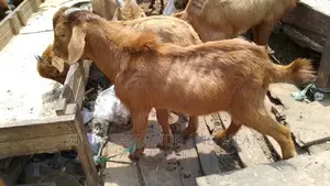 Goats in Nigeria for sale Prices on Jiji.ng