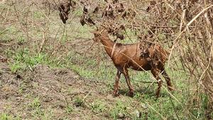 Maradi Breed Sokoto Red Goat (Vaccinated and Quarantine) in Abeokuta ...