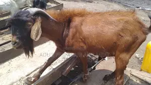Goats in Nigeria for sale Prices on Jiji.ng