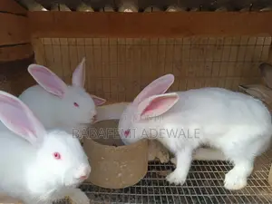 Rabbits in Nigeria for sale Prices on Jiji.ng
