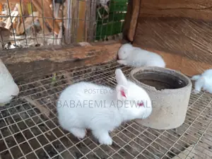 Rabbits in Nigeria for sale Prices on Jiji.ng