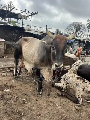Cows in Lagos for sale Prices on Jiji.ng