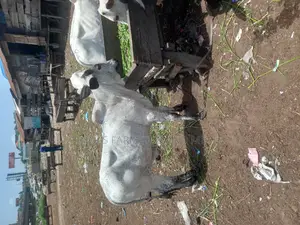 Cows in Lagos for sale Prices on Jiji.ng
