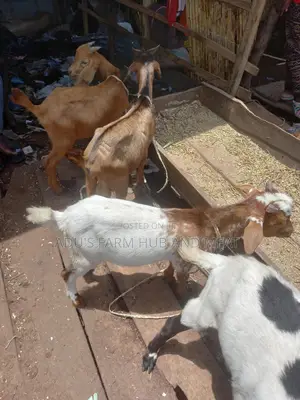 Goats in Nigeria for sale Prices on Jiji.ng