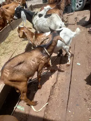 Goats in Nigeria for sale Prices on Jiji.ng