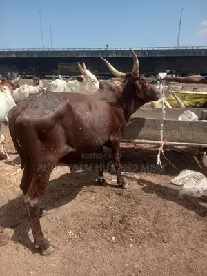 Cows in Lagos for sale Prices on Jiji.ng